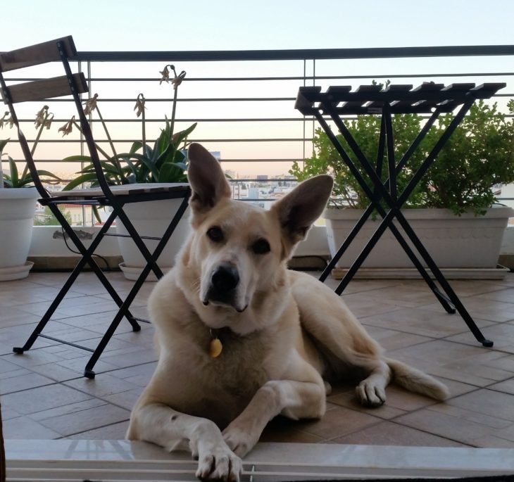 Adopting With SNIPSA - Snipsa