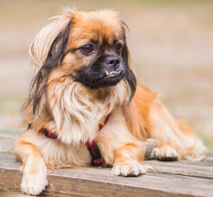 Adopting With SNIPSA - Snipsa