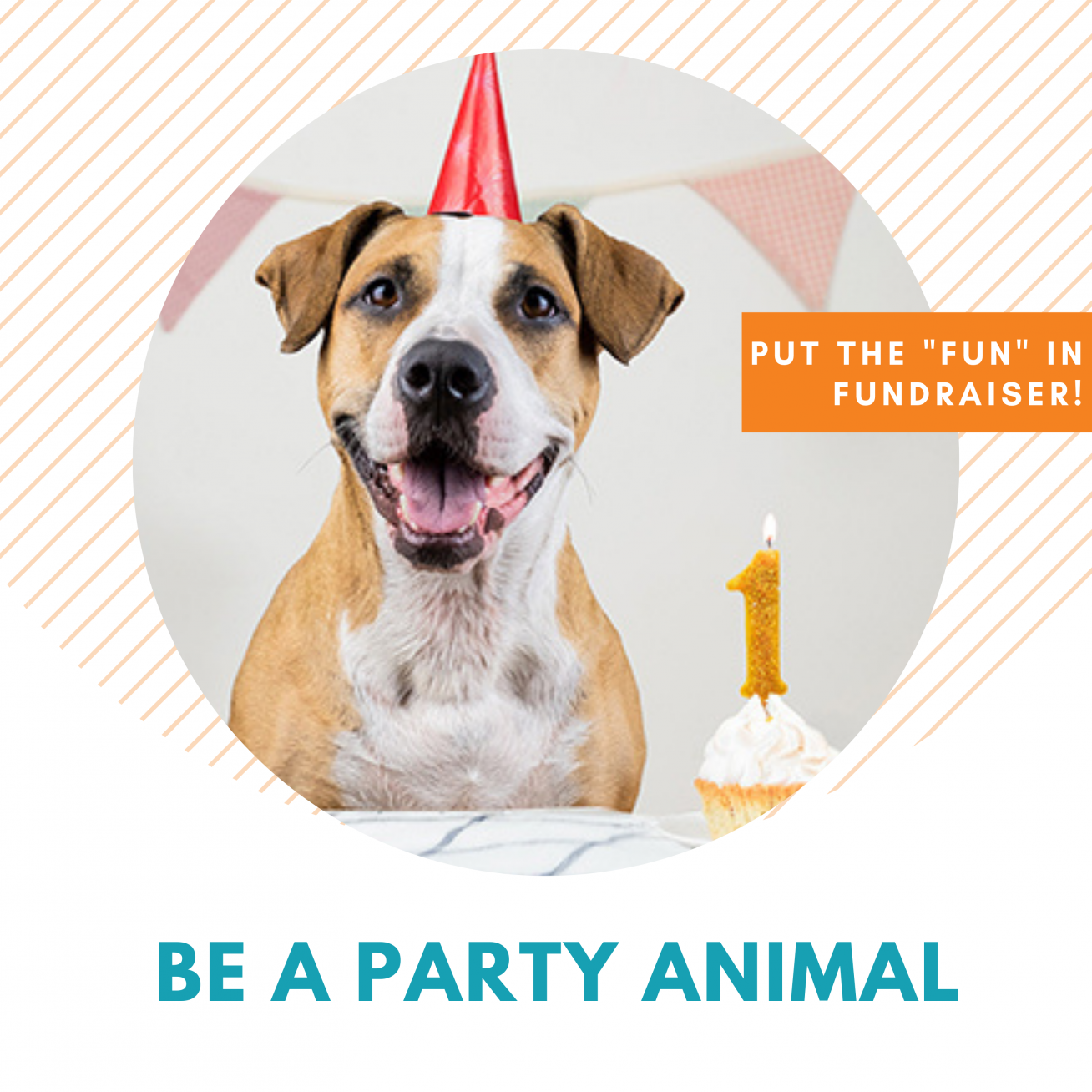 Become a Paw-parazzi - Snipsa