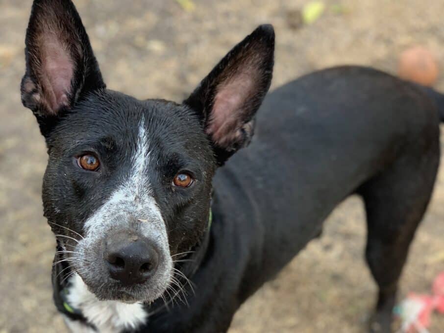 Whats A Good Rehoming Fee For A Dog