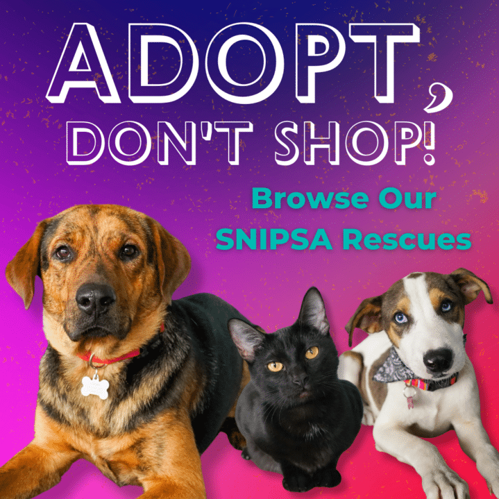 Home - Snipsa