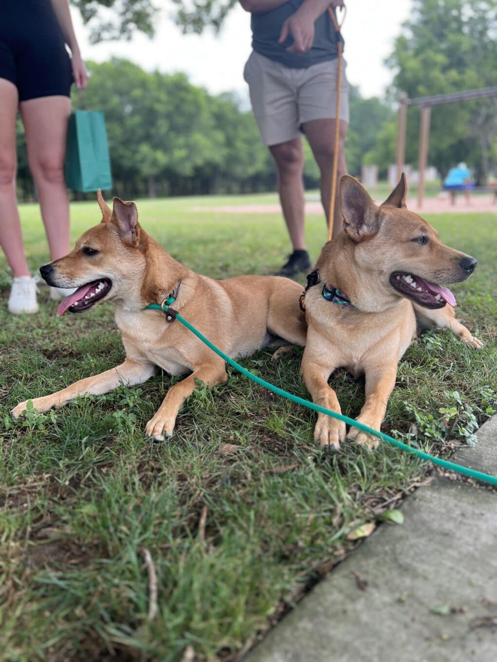 Rescue Tails - Snipsa