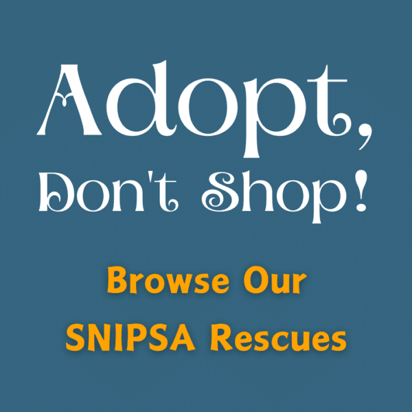 Home - Snipsa