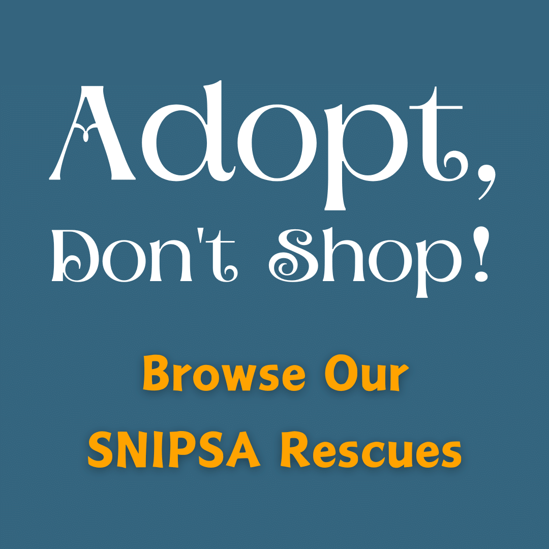 Home - Snipsa
