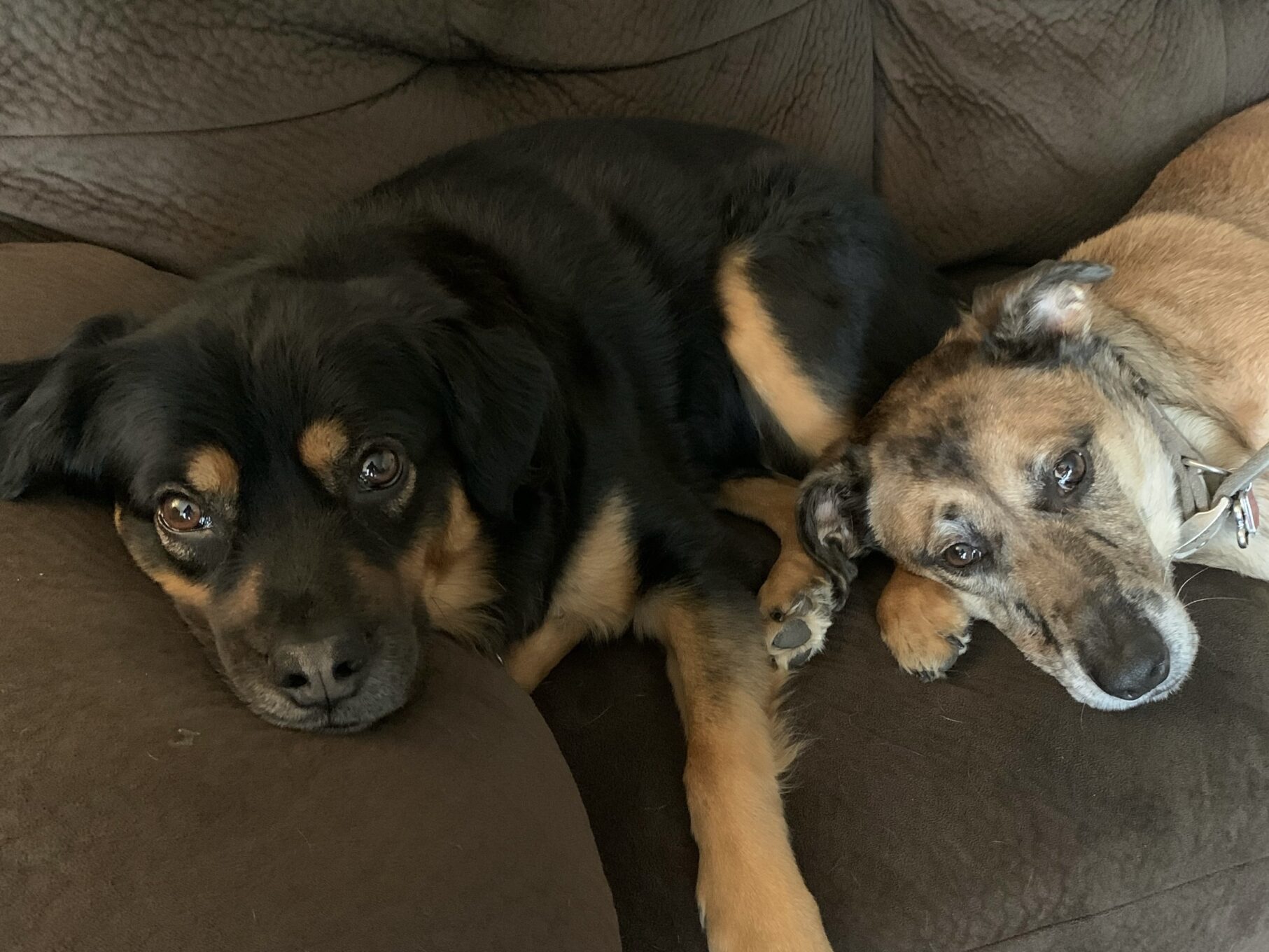 Rescue Tails - Snipsa