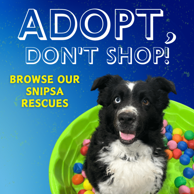 Home - Snipsa