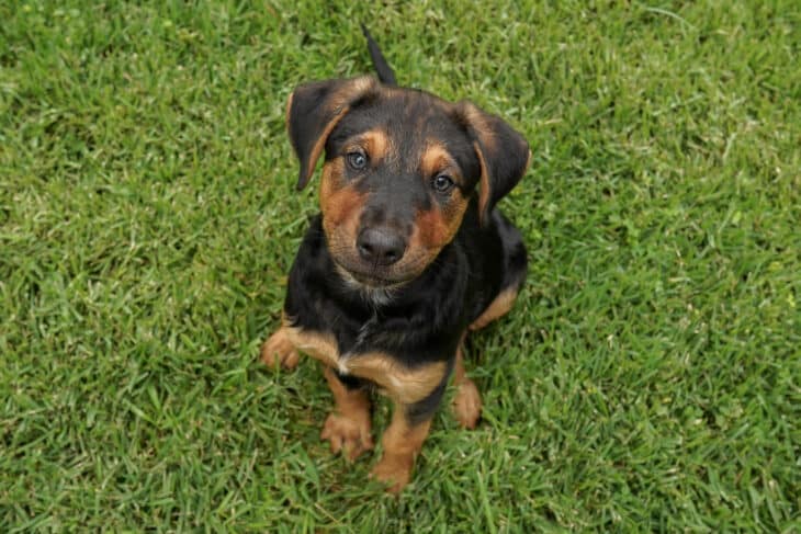 Puppies - Snipsa