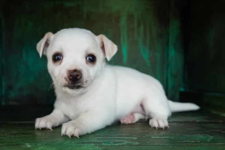 Puppies - Snipsa