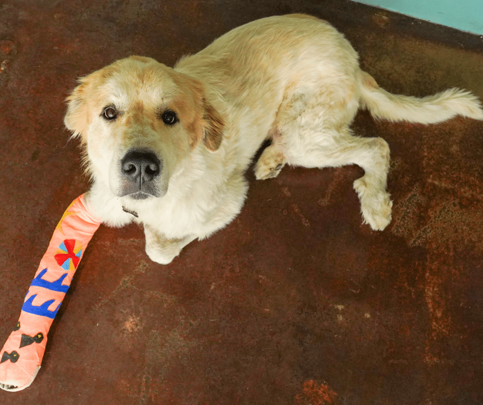 Adopting With SNIPSA - Snipsa