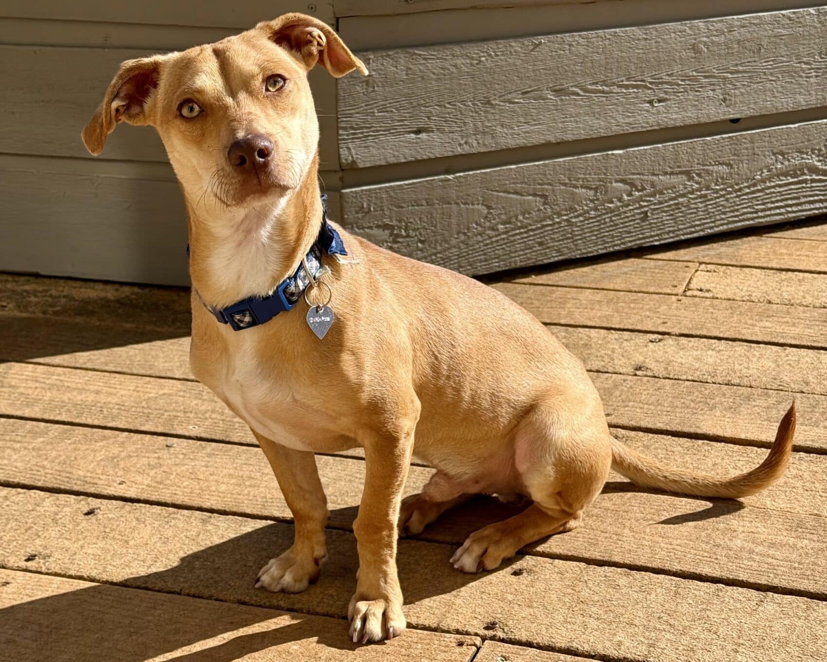 Adopting With SNIPSA - Snipsa