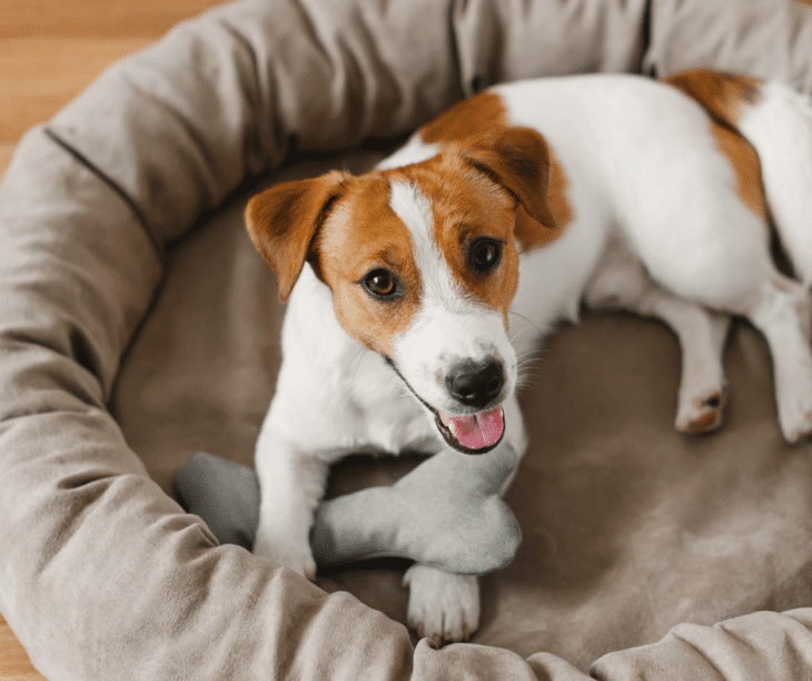 Adopting With SNIPSA - Snipsa