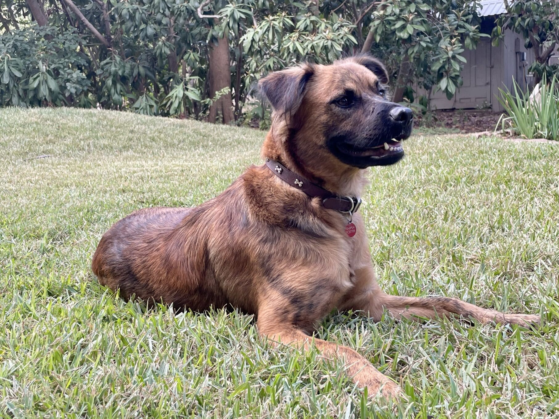 Giggy - Snipsa