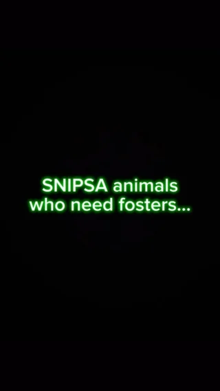 Spider - Snipsa